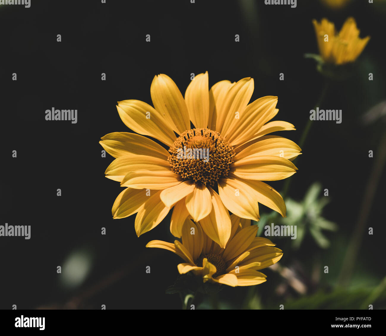 Natural floral muted color outdoor macro of a yellow pot marigold ...