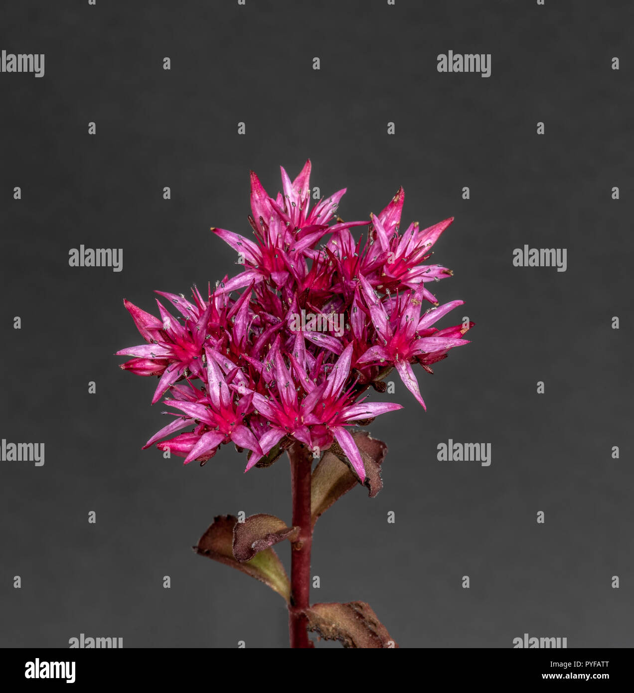 Gray sedum hi-res stock photography and images - Alamy