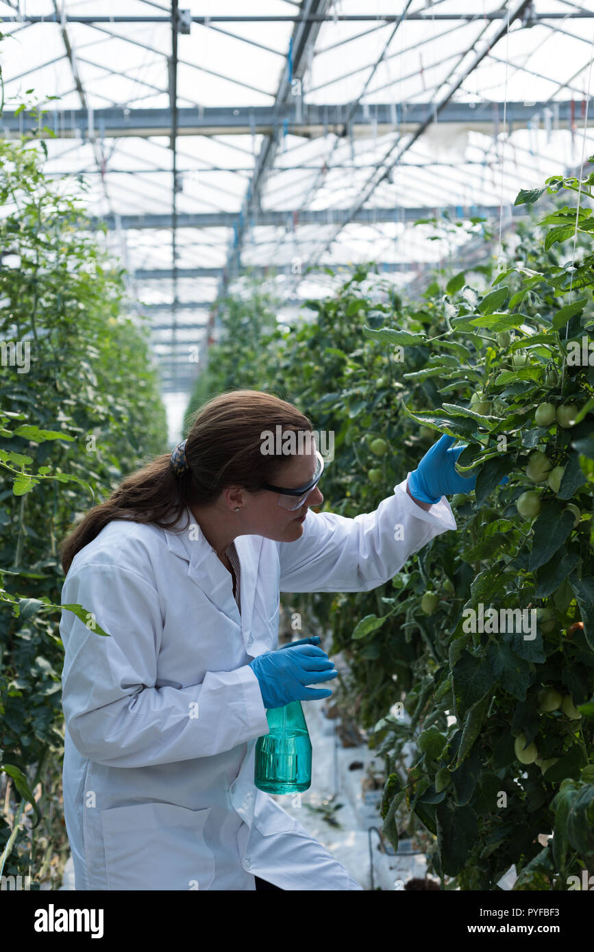 Scientist checking plants in greenhouse Stock Photo - Alamy