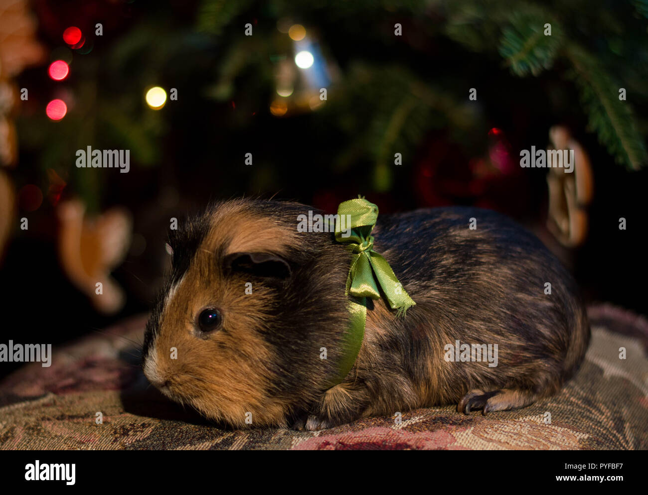 Happy guinea pig at christmas hi-res stock photography and images - Alamy
