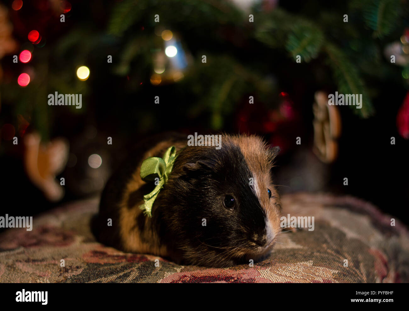 A sweet small guinea pig with green ribbon sit under the christmas tree ...