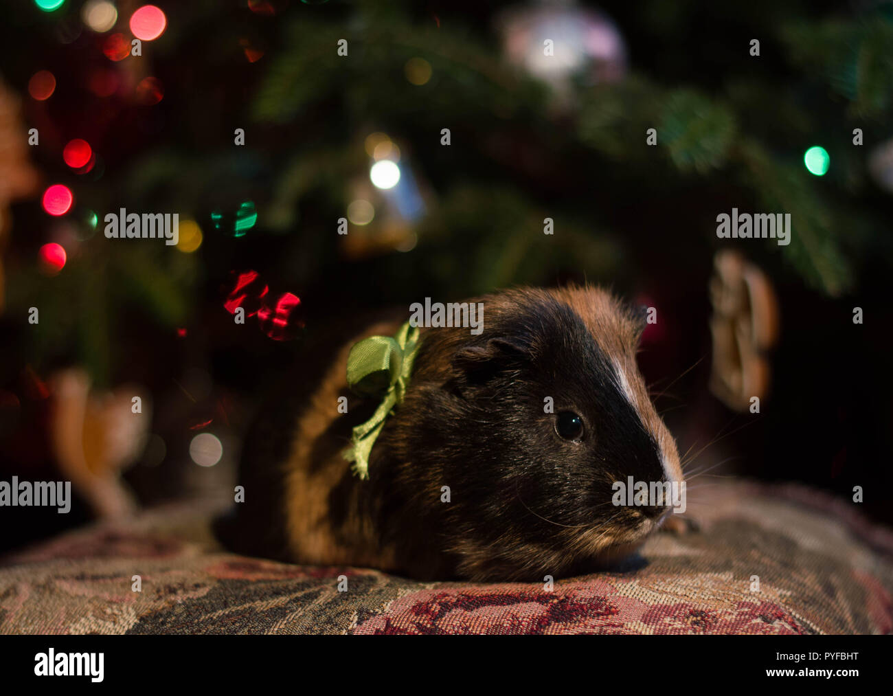 Pig ribbon hi-res stock photography and images - Alamy
