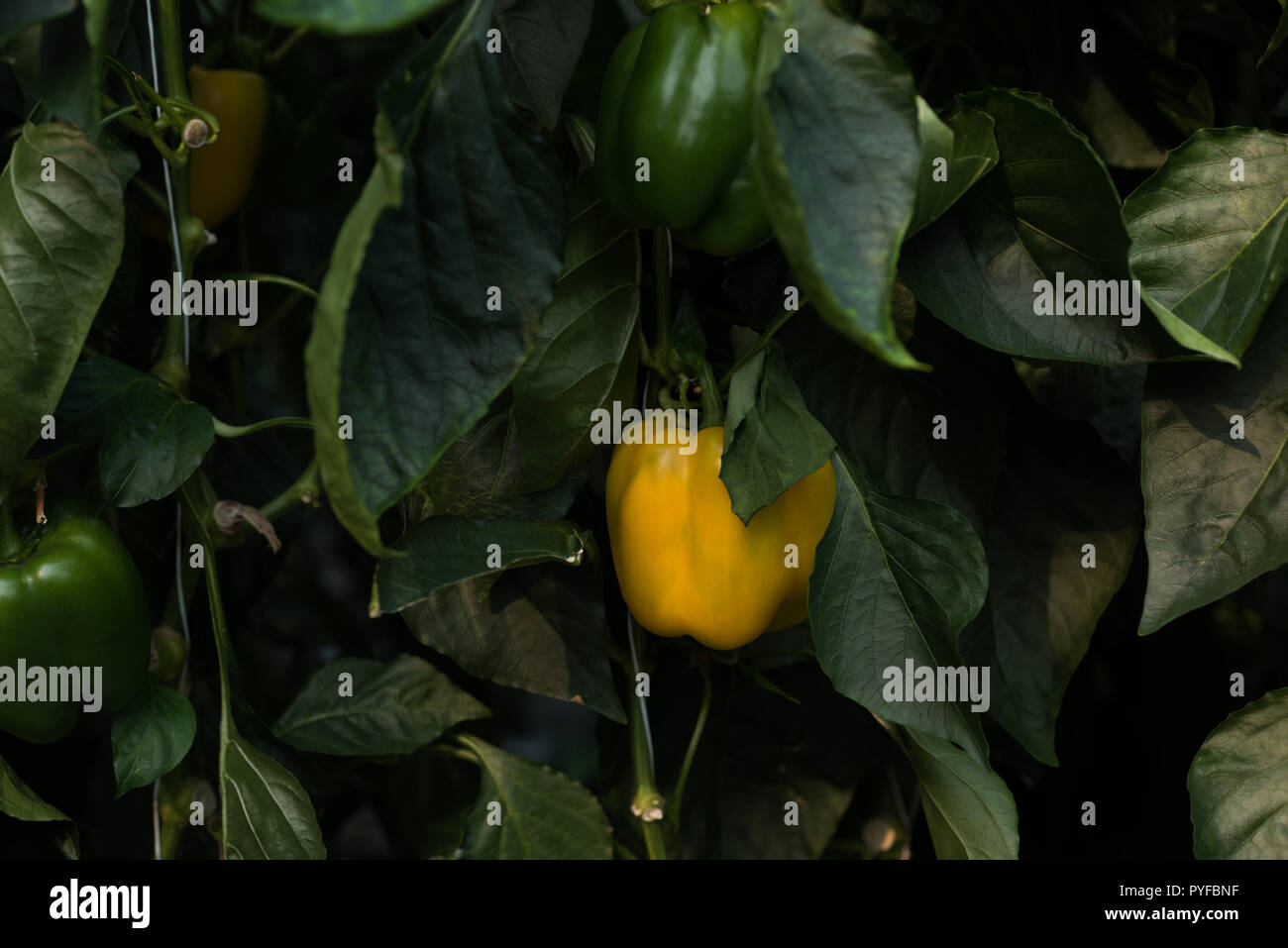 Bell pepper nursery hi-res stock photography and images - Alamy