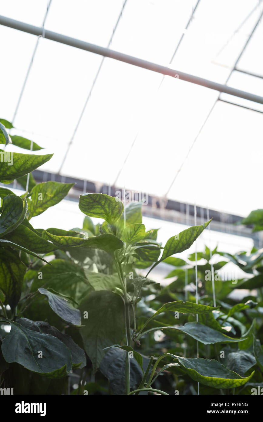 Green plants care people hi-res stock photography and images - Alamy