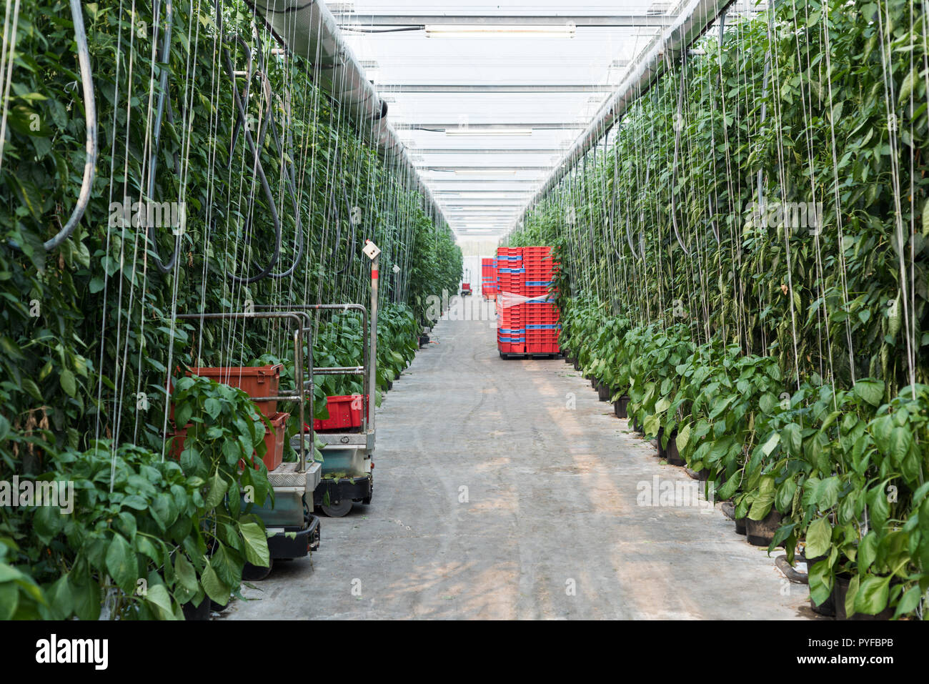 Greenhouse rows hi-res stock photography and images - Alamy