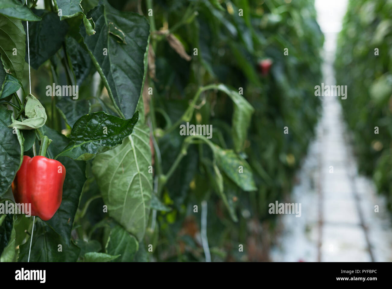 Hanging greenhouse hi-res stock photography and images - Alamy