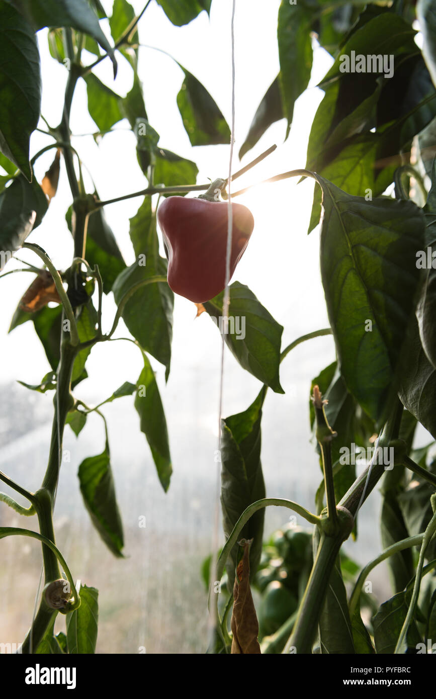 Red bell pepper hanging on the plant in greenhouse Stock Photo - Alamy