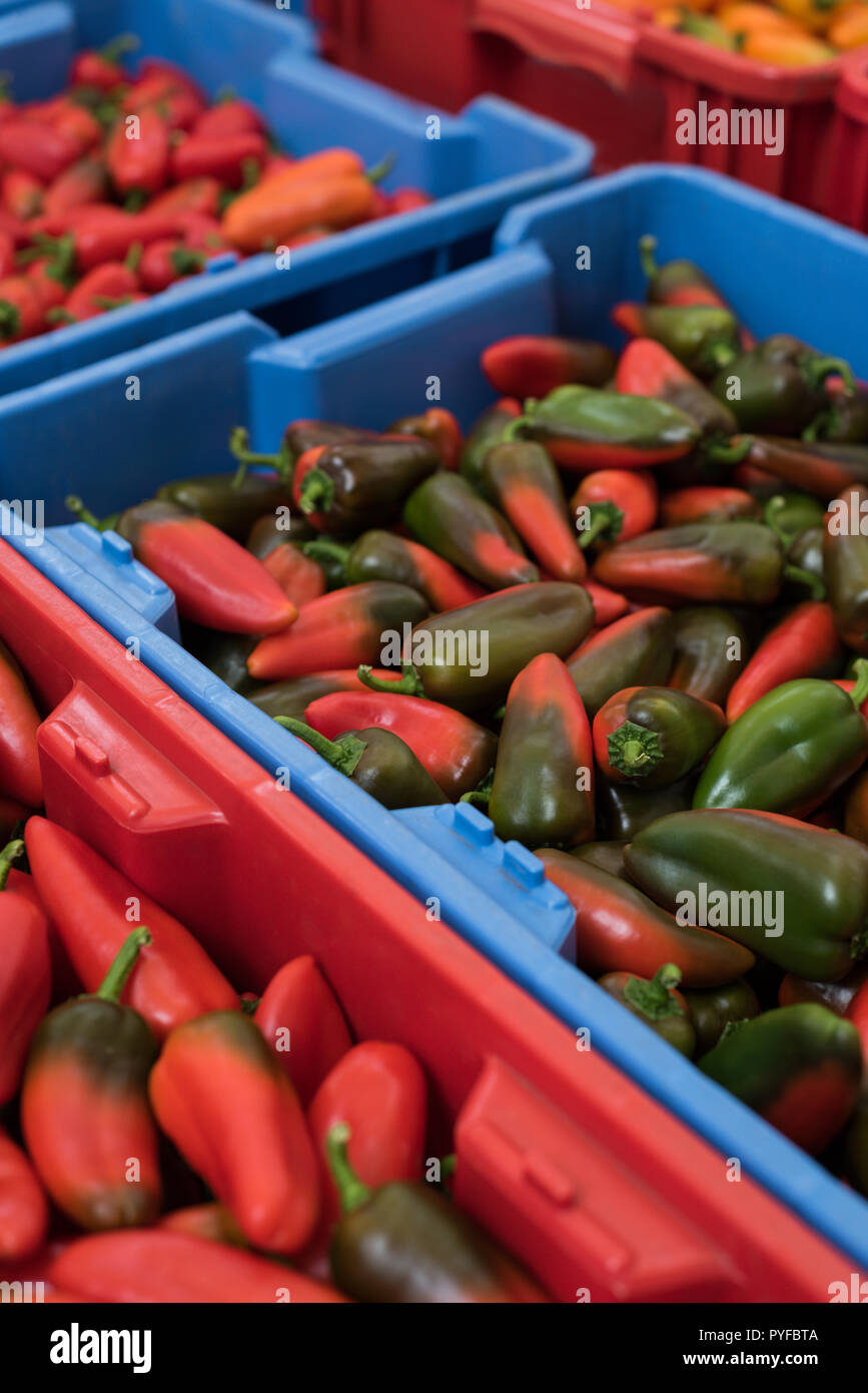 Crates of red chili pepper Stock Photo - Alamy