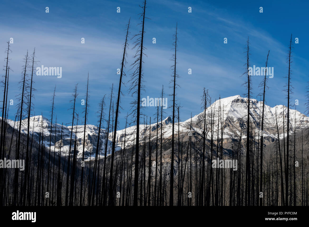 Desolate aftermath wildfire blackened trees hi-res stock photography ...