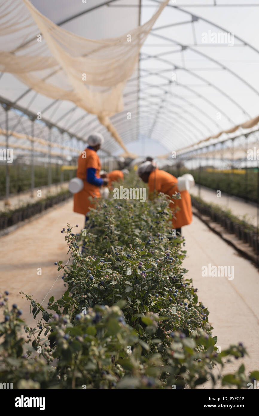 Blueberry plant in blueberry farm Stock Photo - Alamy