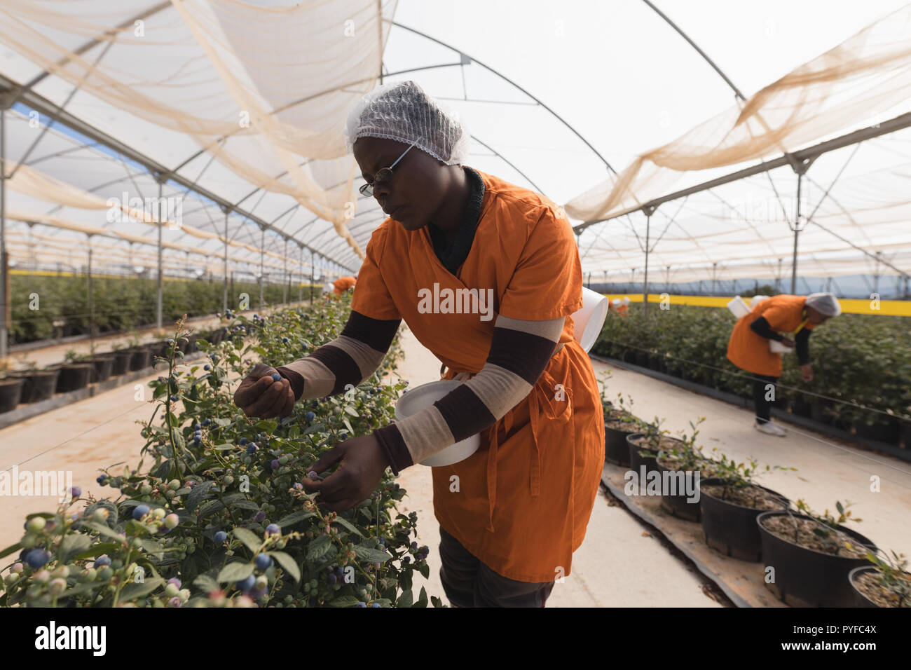 Worker picking blueberries in blueberry farm Stock Photo - Alamy