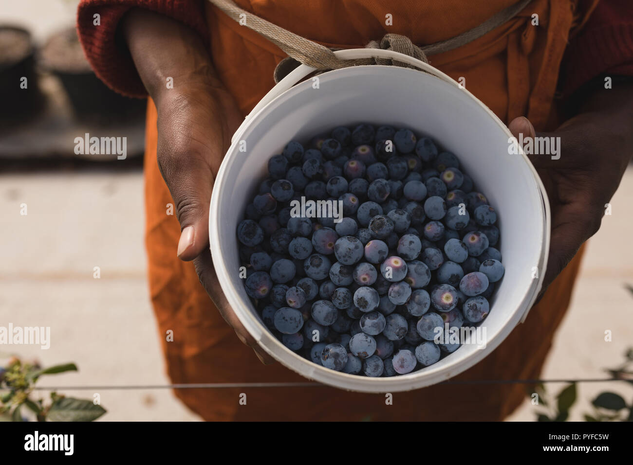 Worker holding blueberries in blueberry farm Stock Photo - Alamy
