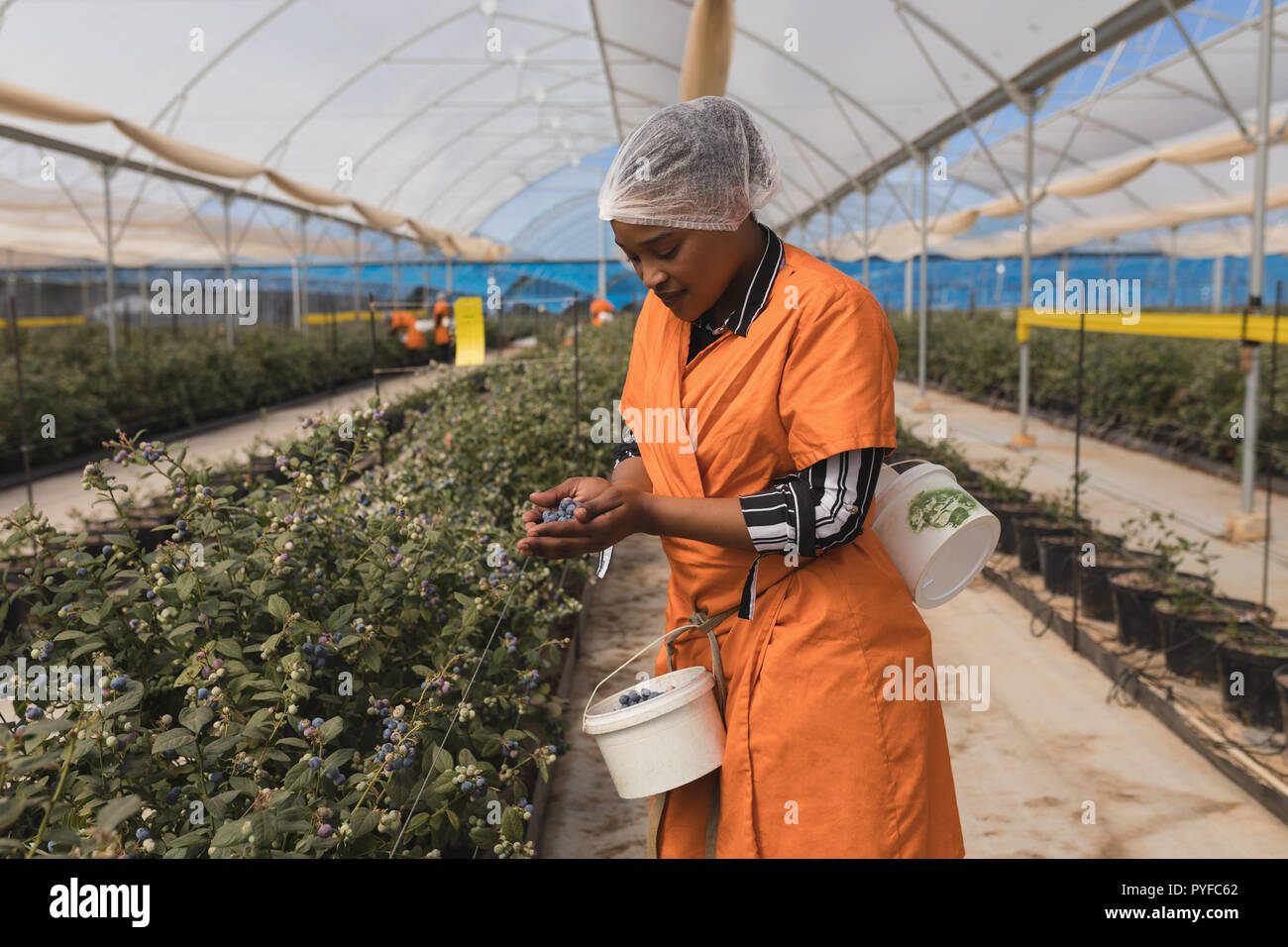 Worker holding blueberries in blueberry farm Stock Photo - Alamy