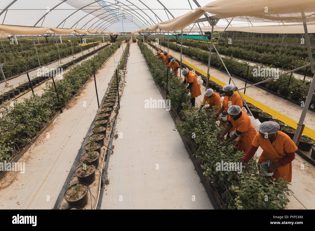 Workers picking blueberries in blueberry farm Stock Photo - Alamy