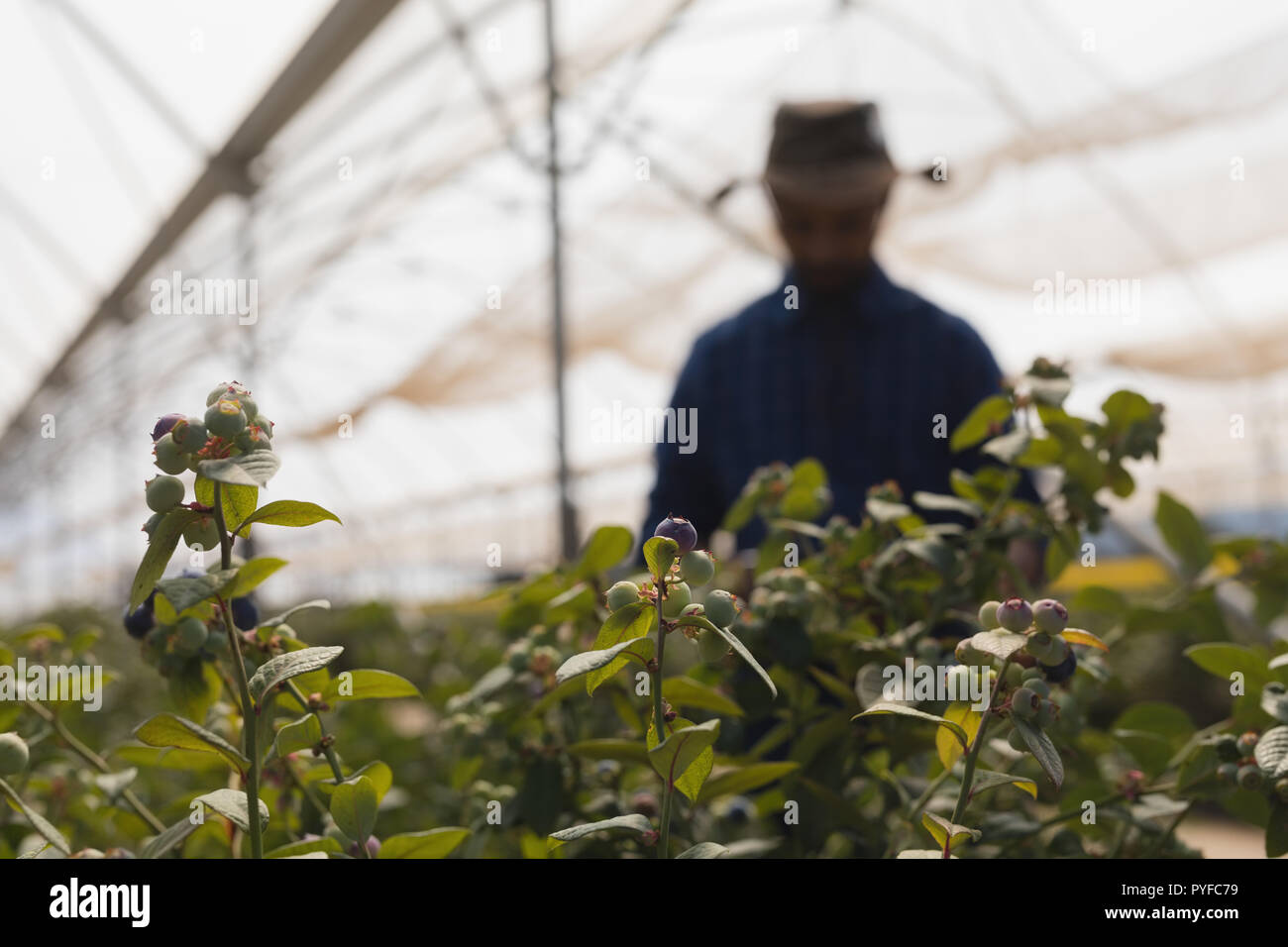 Blueberry plant in blueberry farm Stock Photo - Alamy