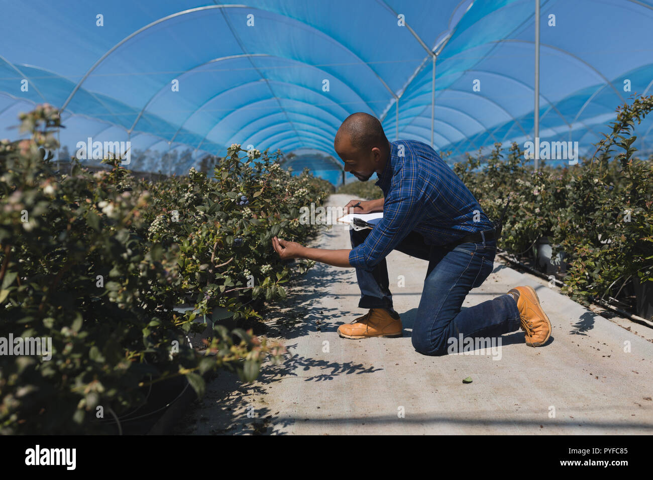Harvesting blueberry farm in summer hi-res stock photography and images ...