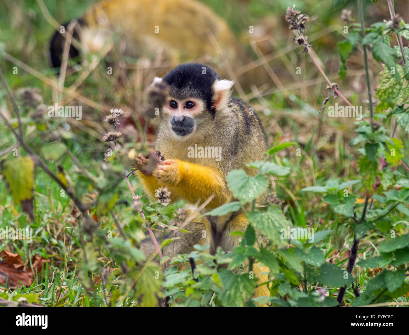 Saimiri boliviensis female hi-res stock photography and images - Alamy
