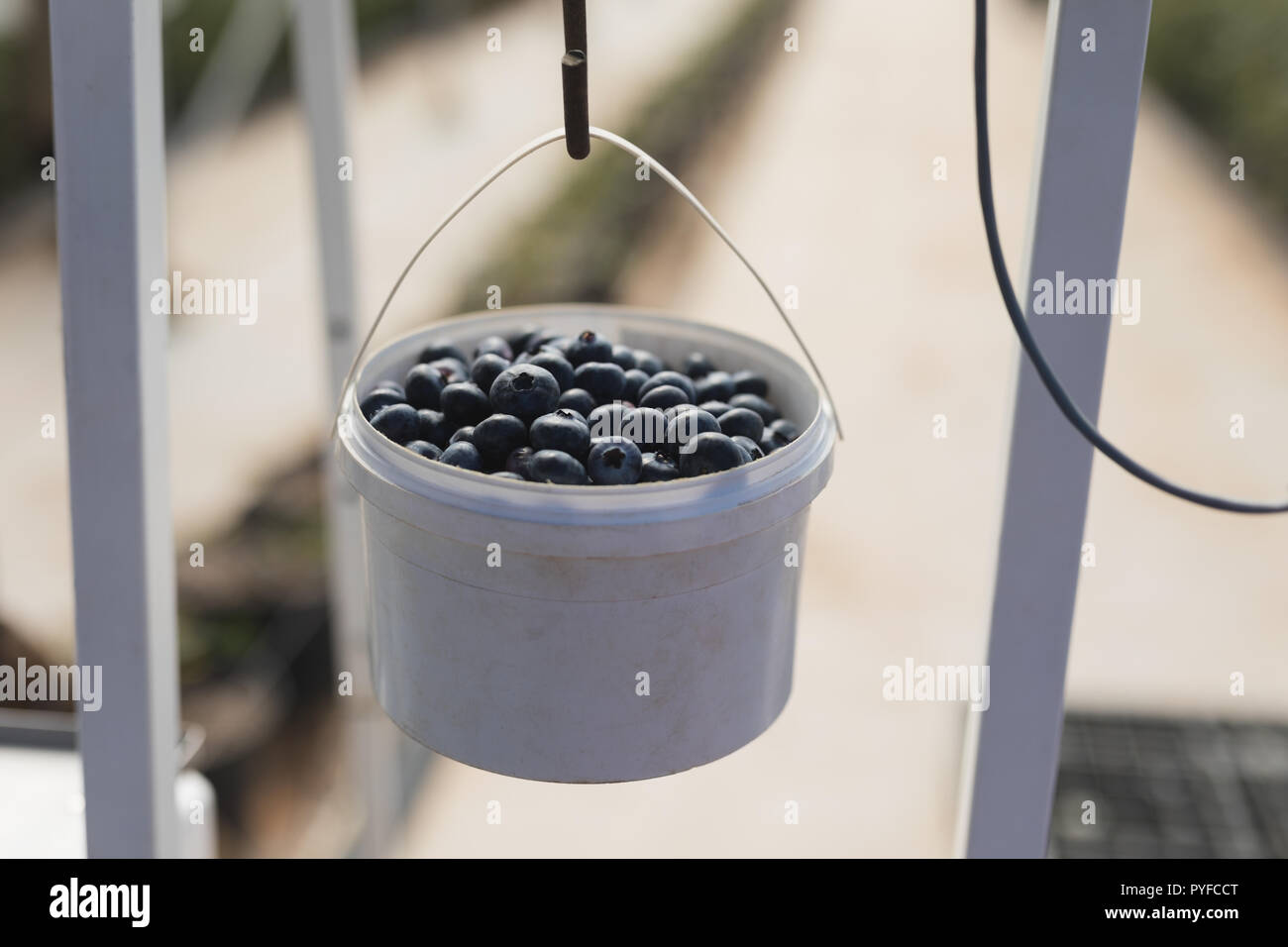Blueberries in basket hanging on weighing machine Stock Photo - Alamy