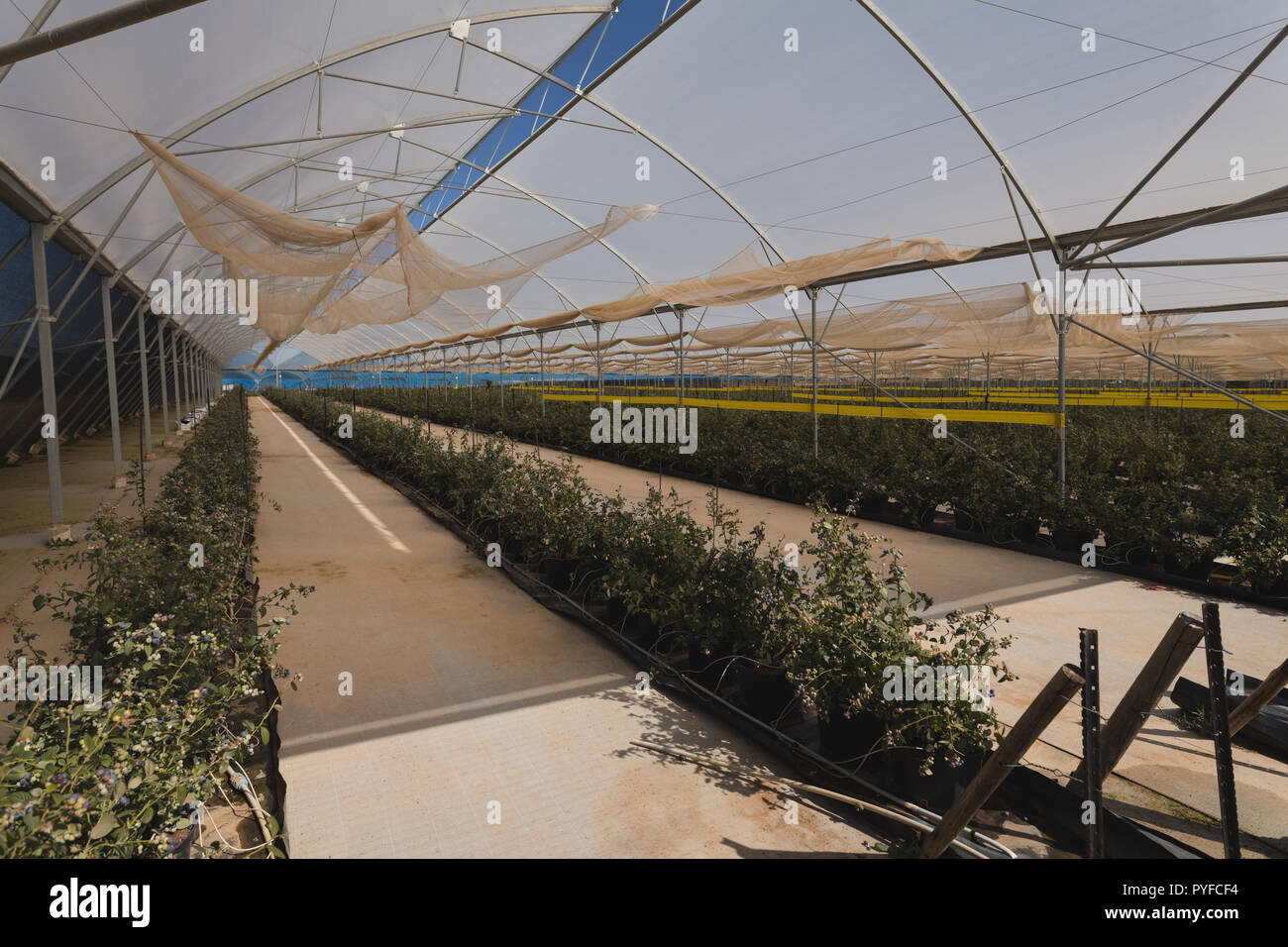 Interior view of blueberry farm Stock Photo - Alamy