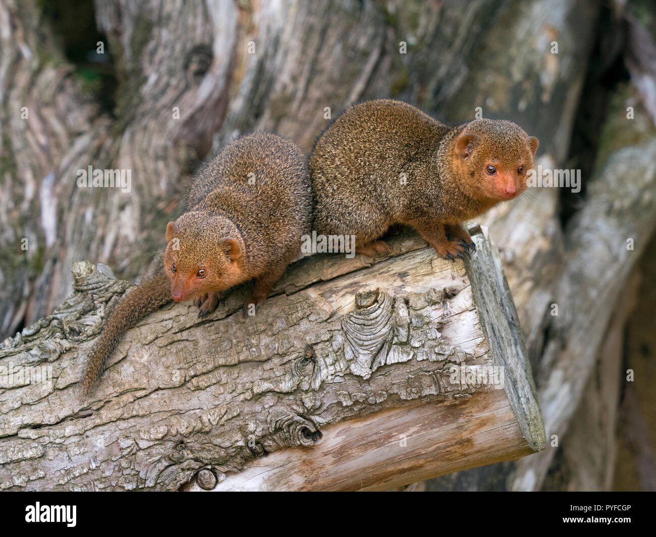 Common Dwarf mongoose Helogale parvula Stock Photo - Alamy