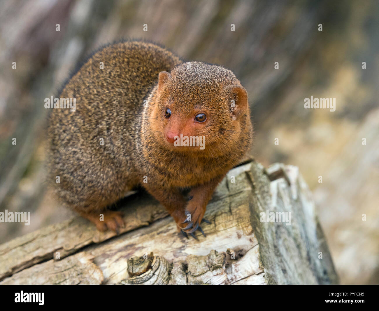 Common Dwarf mongoose Helogale parvula Stock Photo - Alamy
