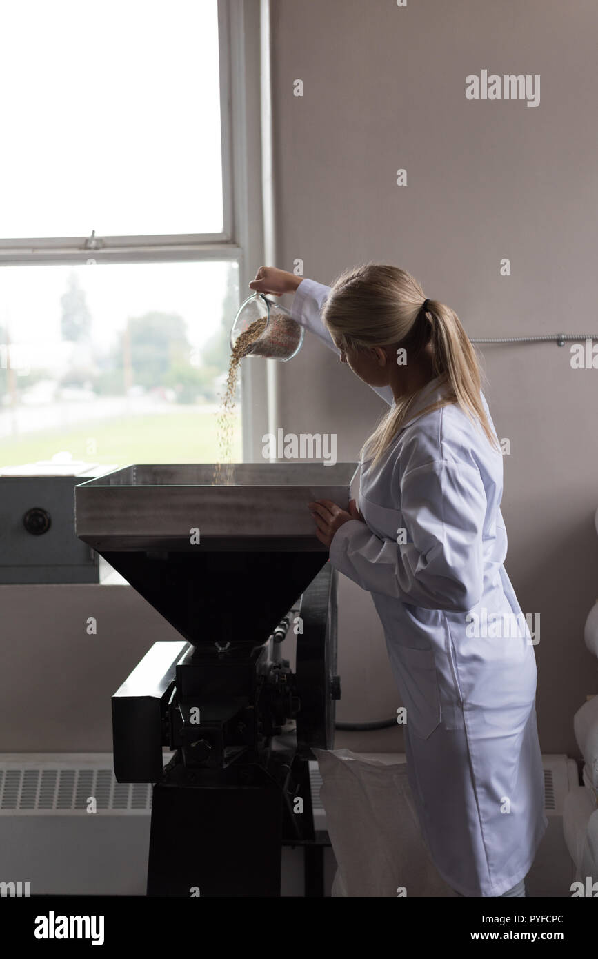 Female worker putting wheat in wheat crusher machine Stock Photo - Alamy