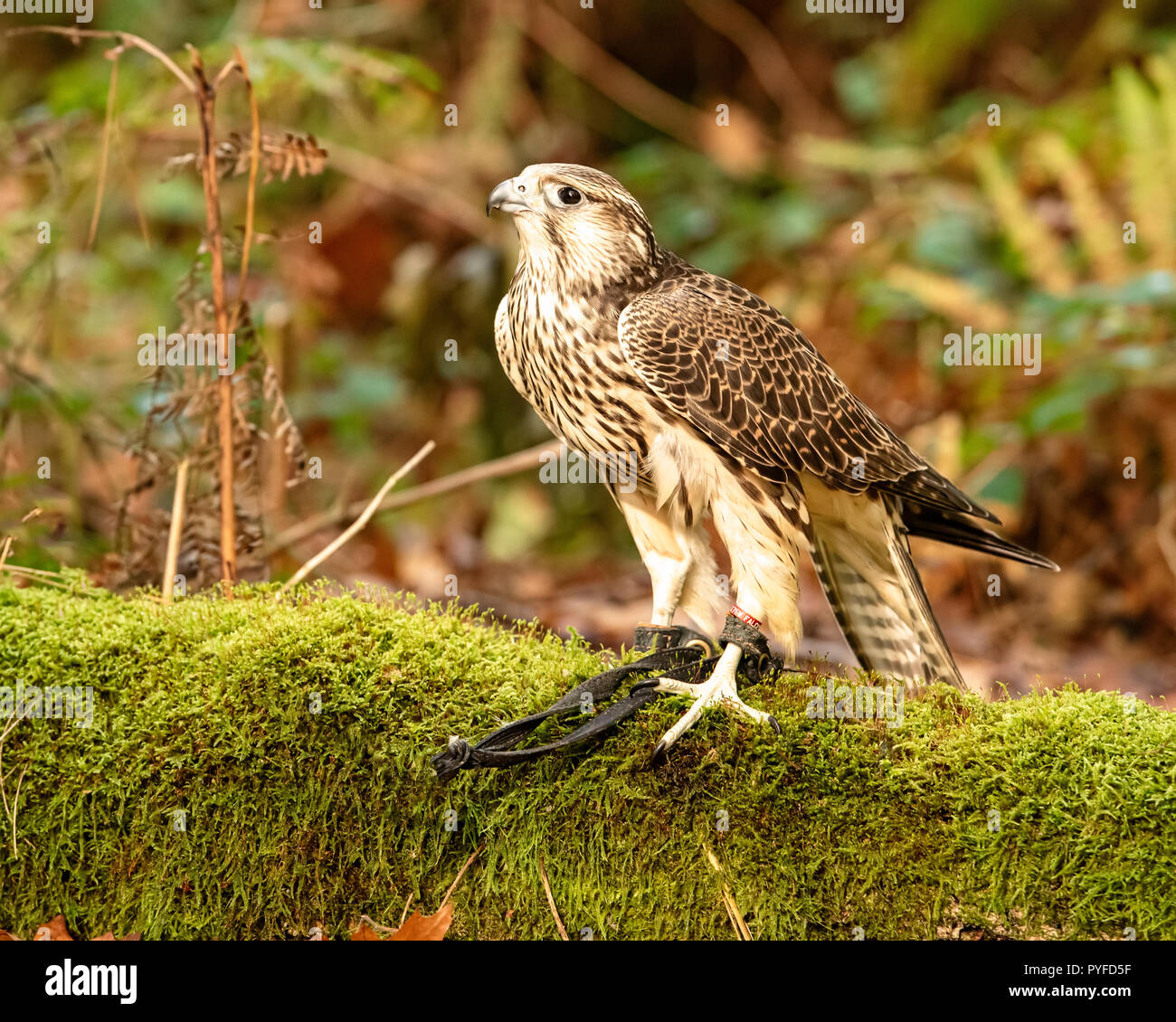 Juvenile gyrfalcon falco rusticolus hi-res stock photography and images ...