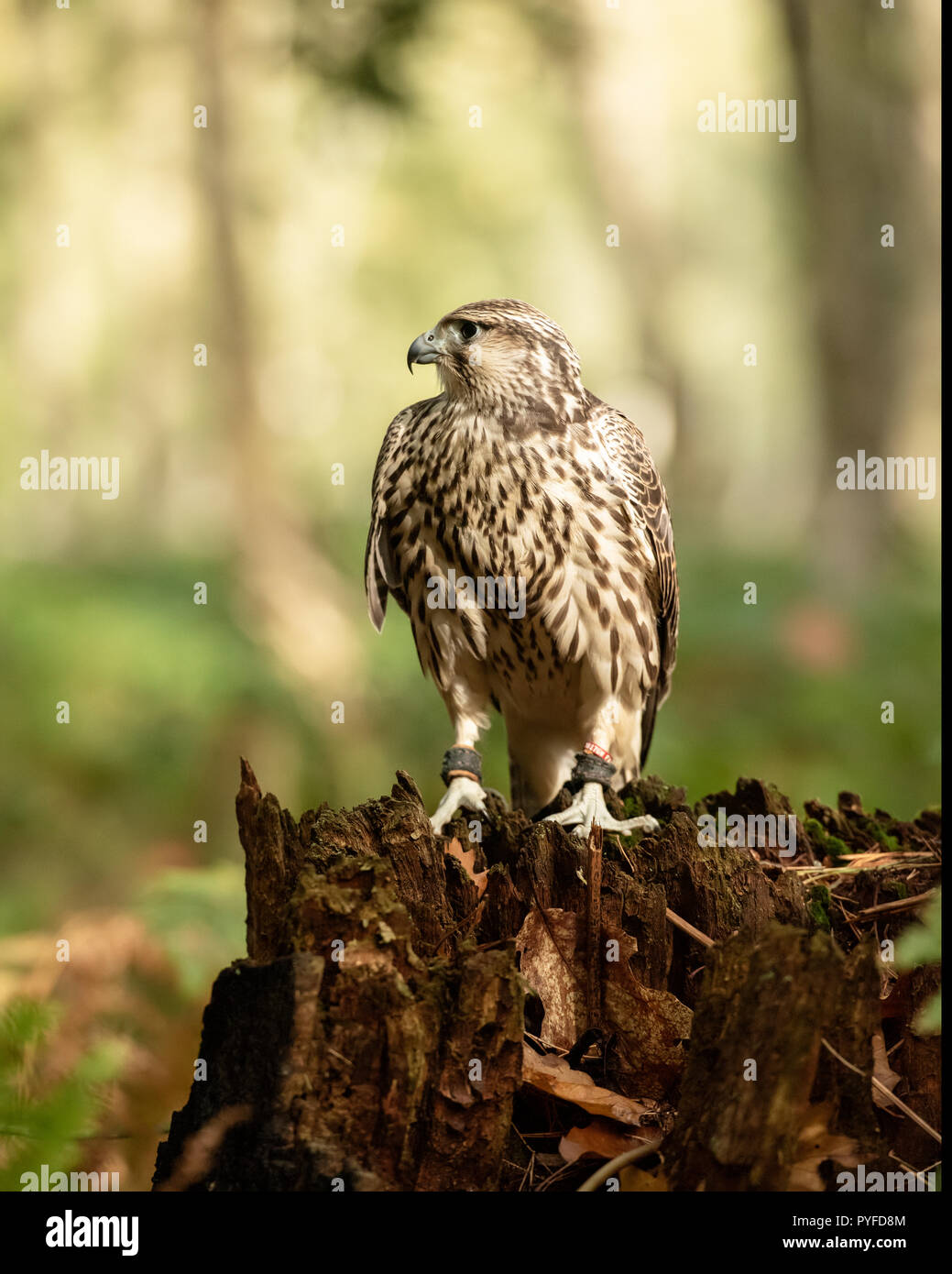 Rare falcon breed hi-res stock photography and images - Alamy