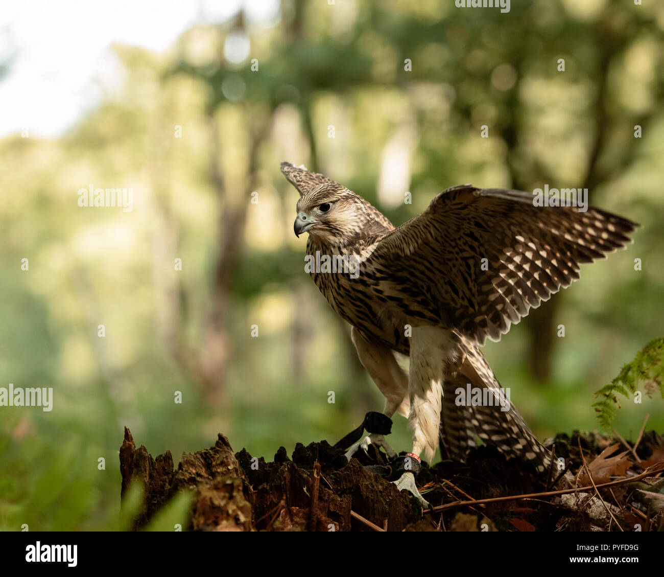 Rare falcon breed hi-res stock photography and images - Alamy