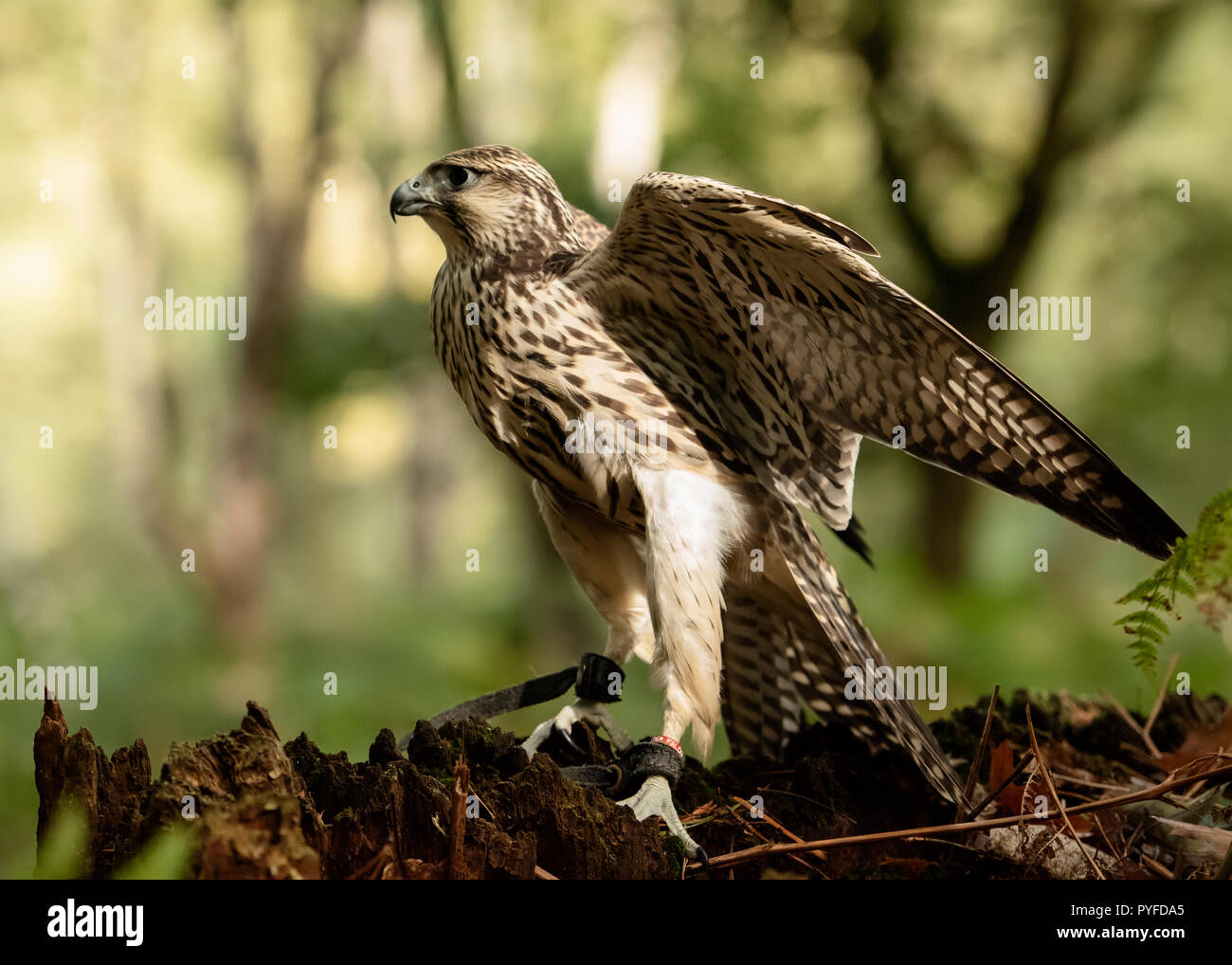 Rare falcon breed hi-res stock photography and images - Alamy