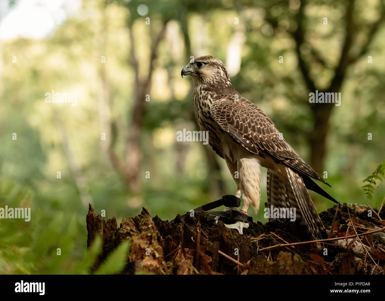 Gyr peregrine hybrid hi-res stock photography and images - Alamy