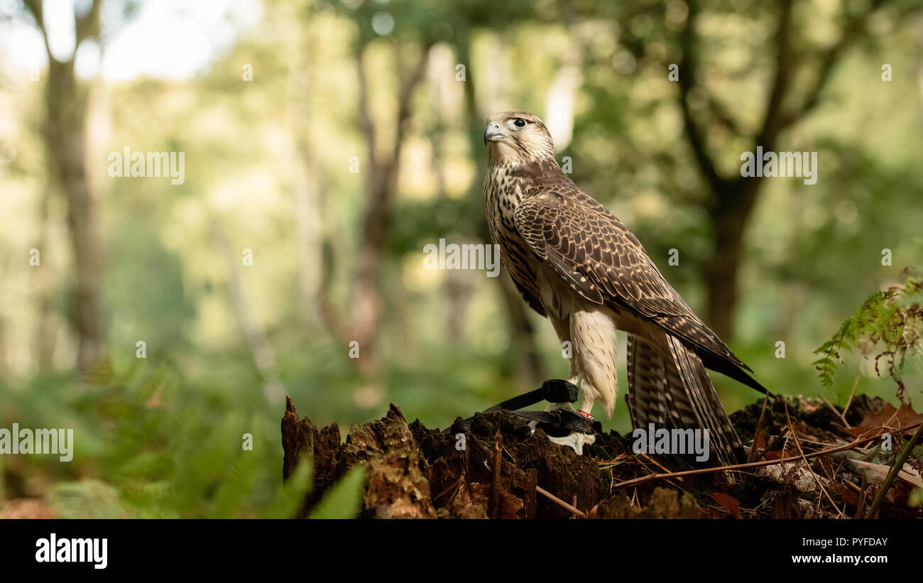 Juvenile gyrfalcon falco rusticolus hi-res stock photography and images ...