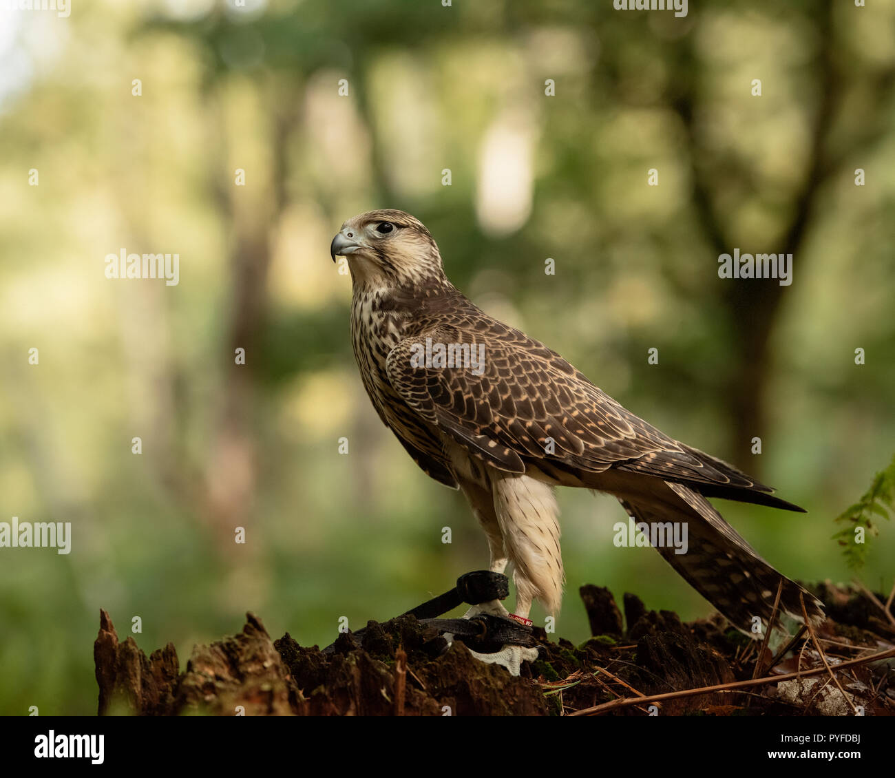 Rare falcon breed hi-res stock photography and images - Alamy