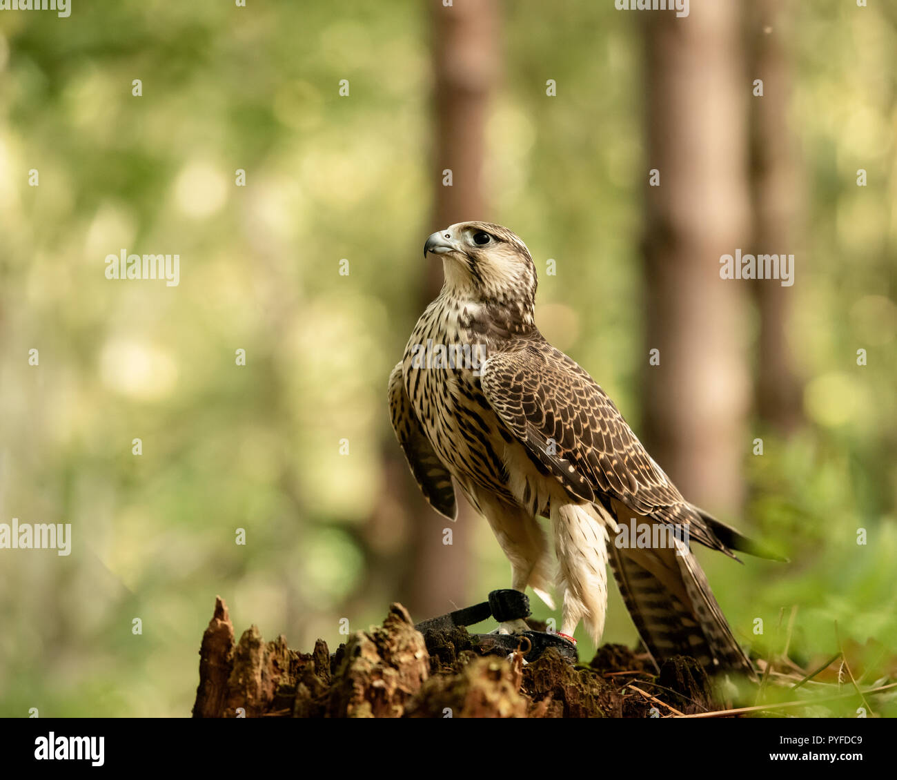 Juvenile gyrfalcon falco rusticolus hi-res stock photography and images ...