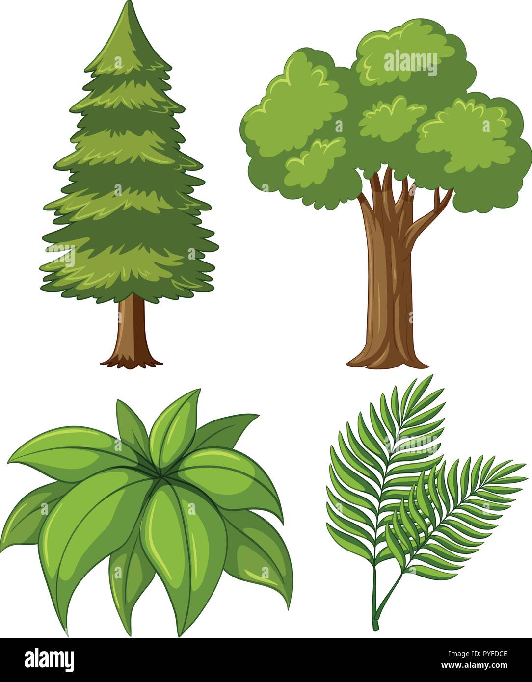 Two kinds of leaves Stock Vector Images - Alamy