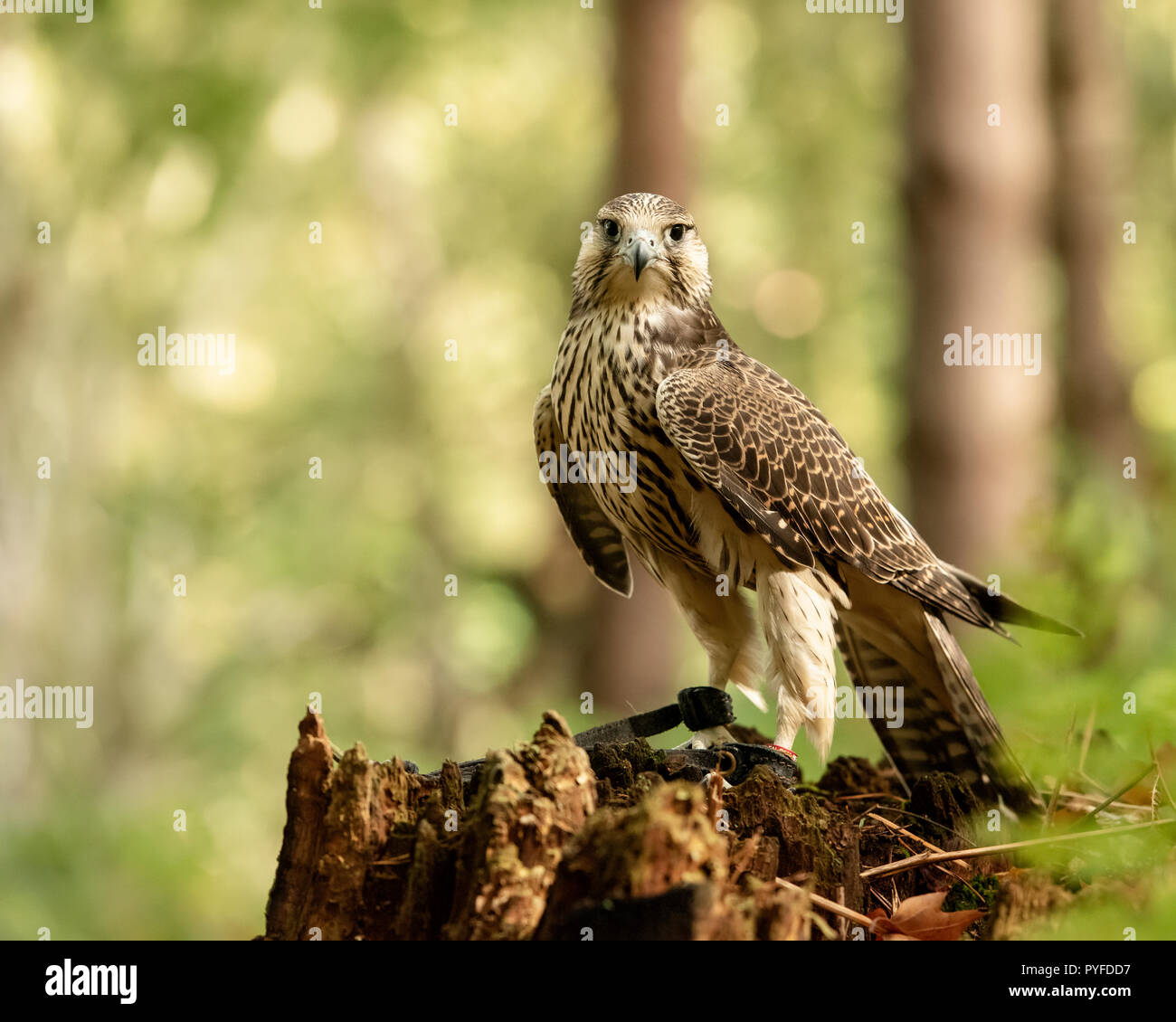 Falco rusticolus intermedius hi-res stock photography and images - Alamy