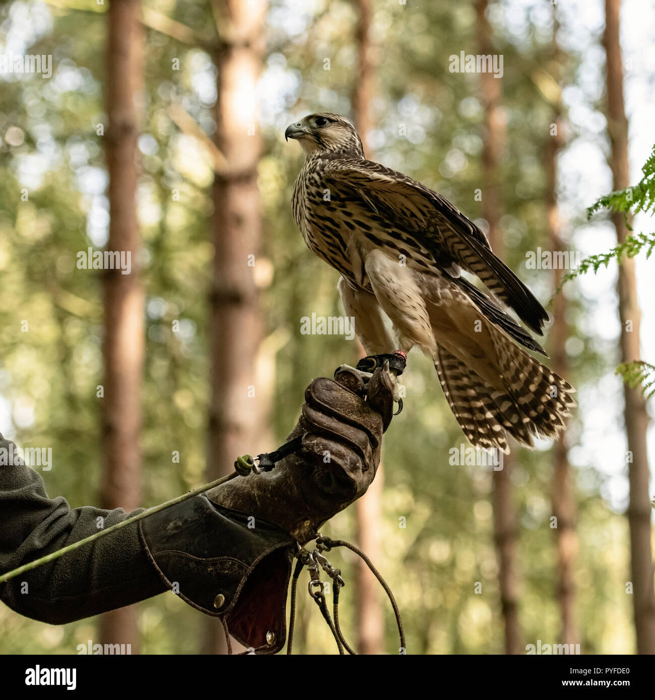 Rare falcon breed hi-res stock photography and images - Alamy