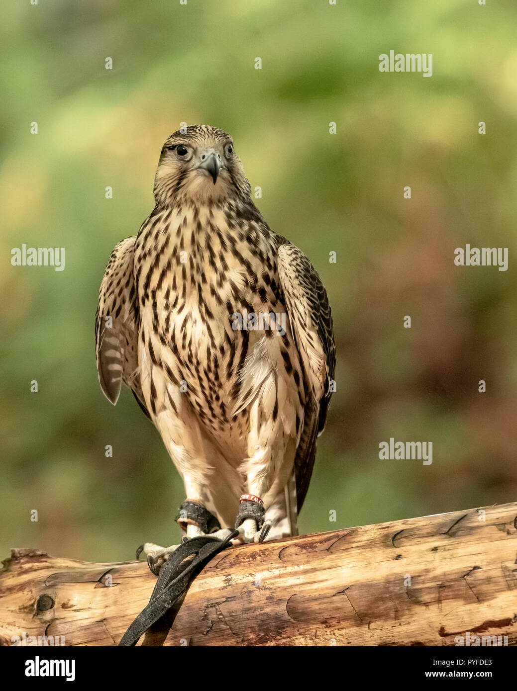 Juvenile gyrfalcon falco rusticolus hi-res stock photography and images ...