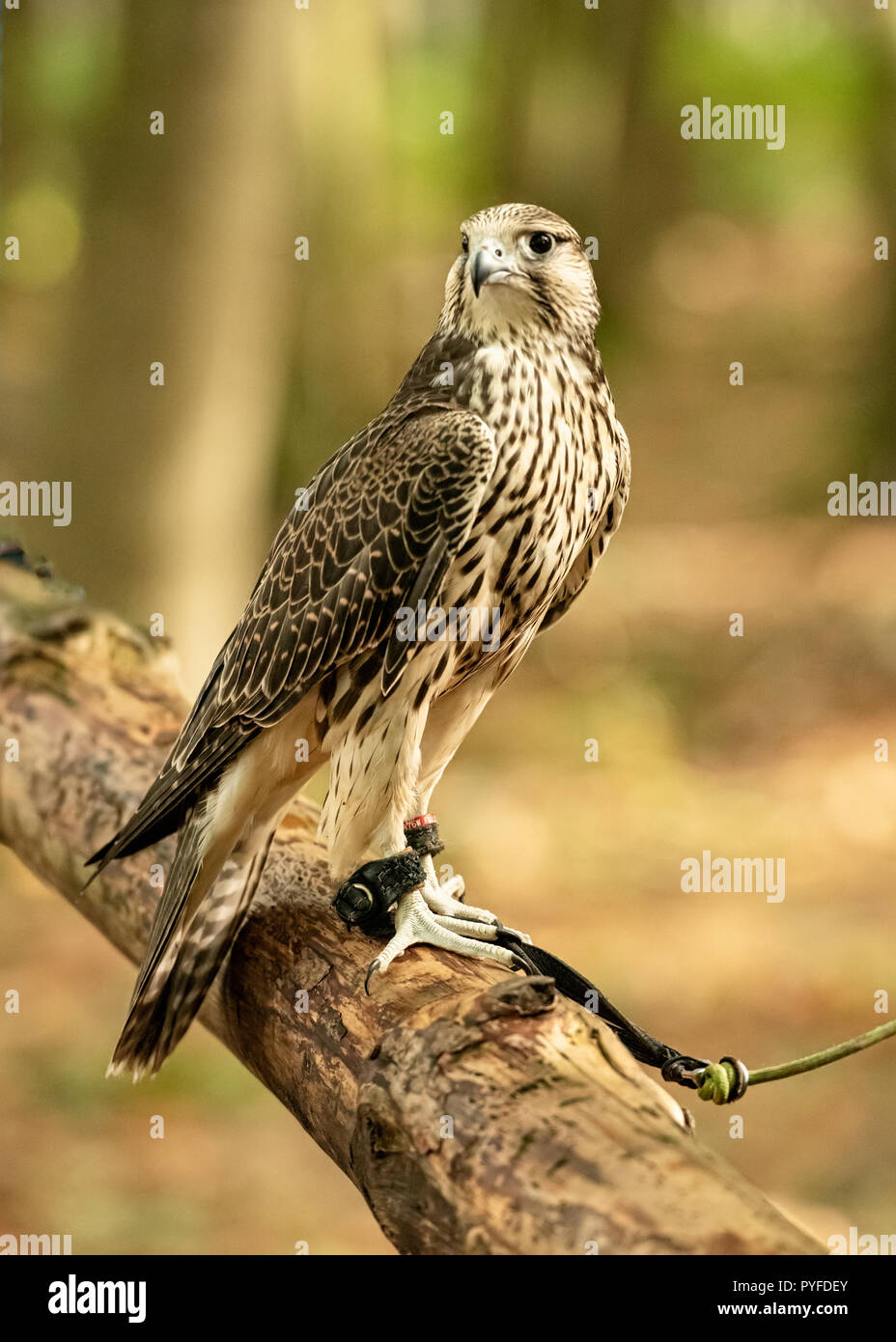 Juvenile gyrfalcon falco rusticolus hi-res stock photography and images ...