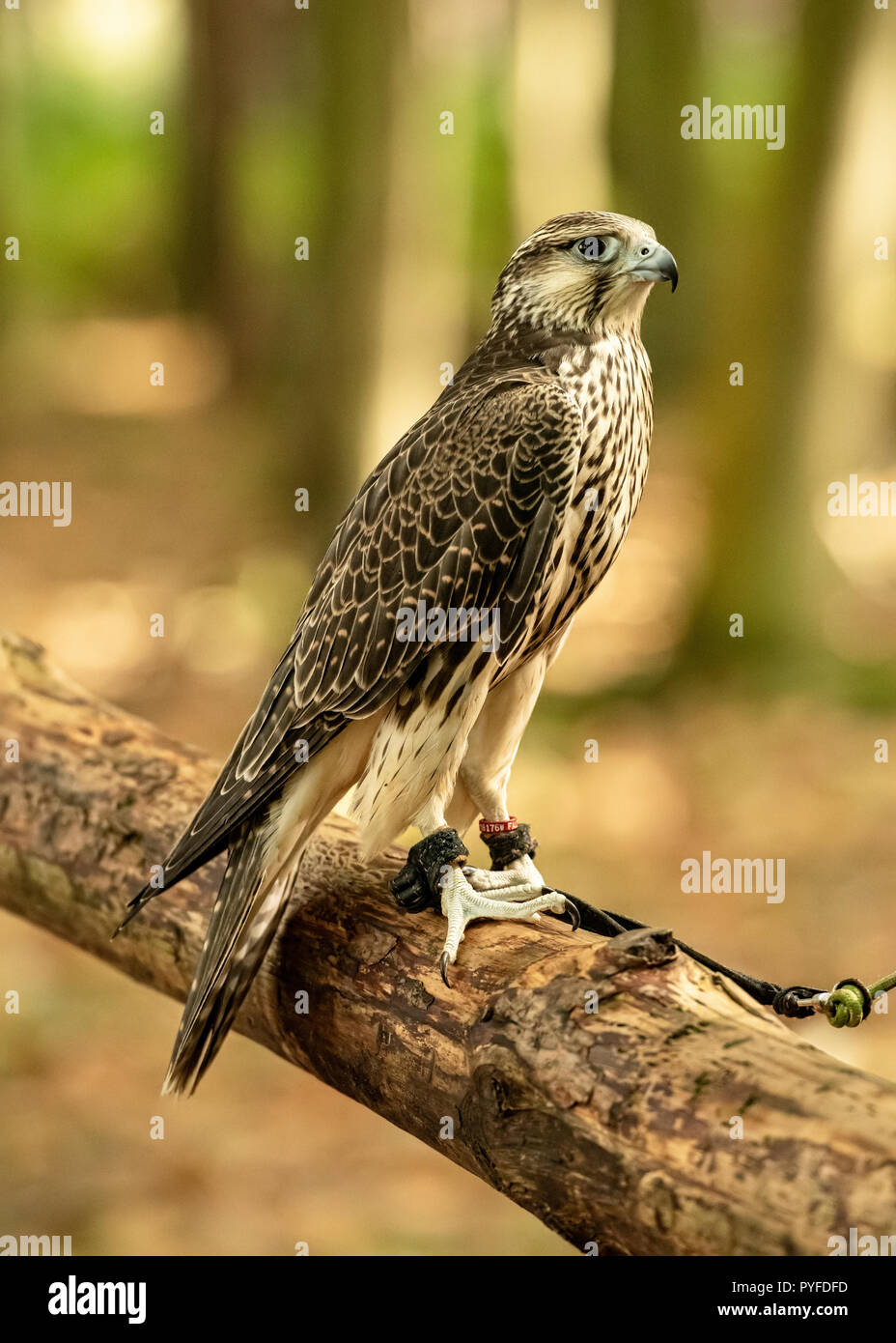Juvenile gyrfalcon falco rusticolus hi-res stock photography and images ...