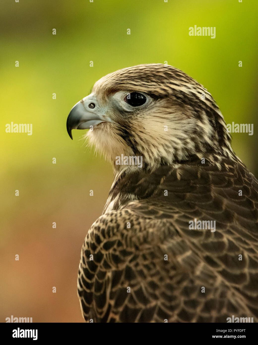 Juvenile gyrfalcon falco rusticolus hi-res stock photography and images ...