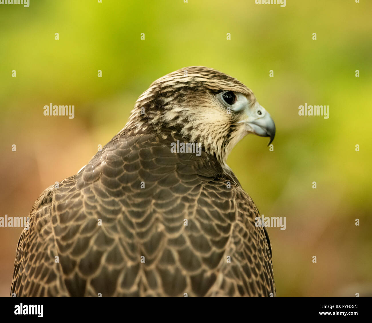 Juvenile gyrfalcon falco rusticolus hi-res stock photography and images ...