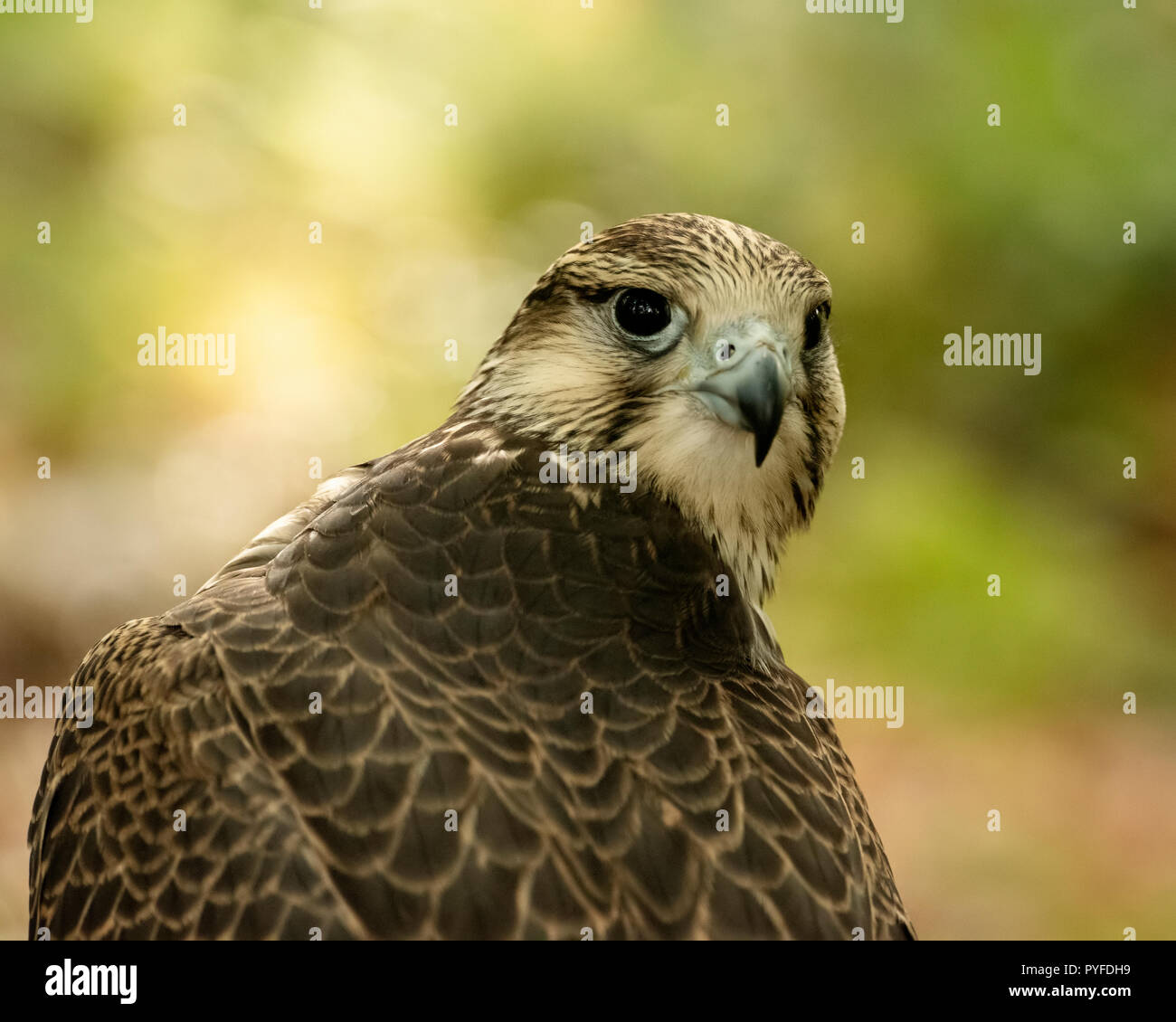 Juvenile gyrfalcon falco rusticolus hi-res stock photography and images ...