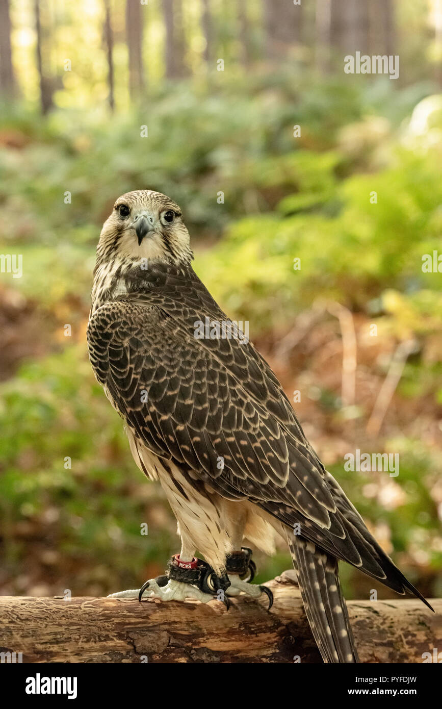Juvenile gyrfalcon falco rusticolus hi-res stock photography and images ...