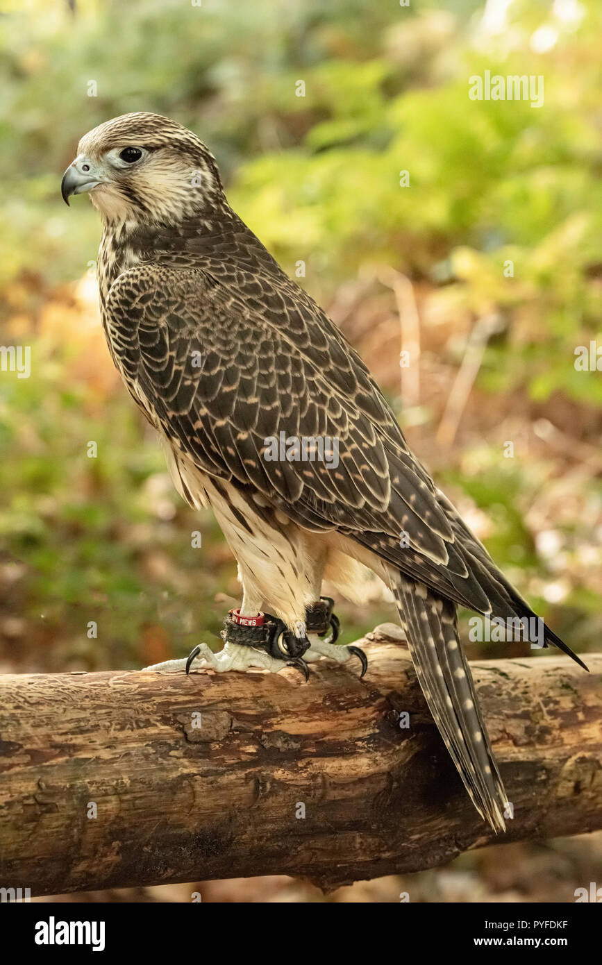 Juvenile gyrfalcon falco rusticolus hi-res stock photography and images ...