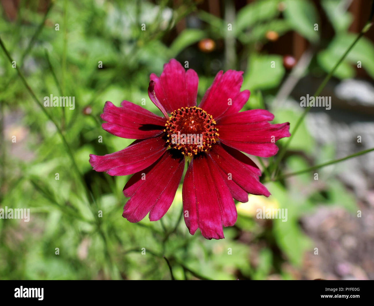 Coreopsis Hybrid Limerock Ruby Plant Flowering in June Stock Photo - Alamy