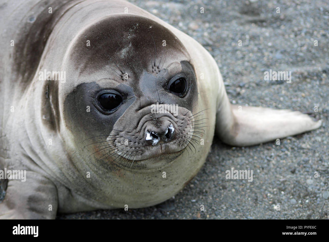 A juvenile seal with a runny nose and gorgeous big eyes on the remote ...