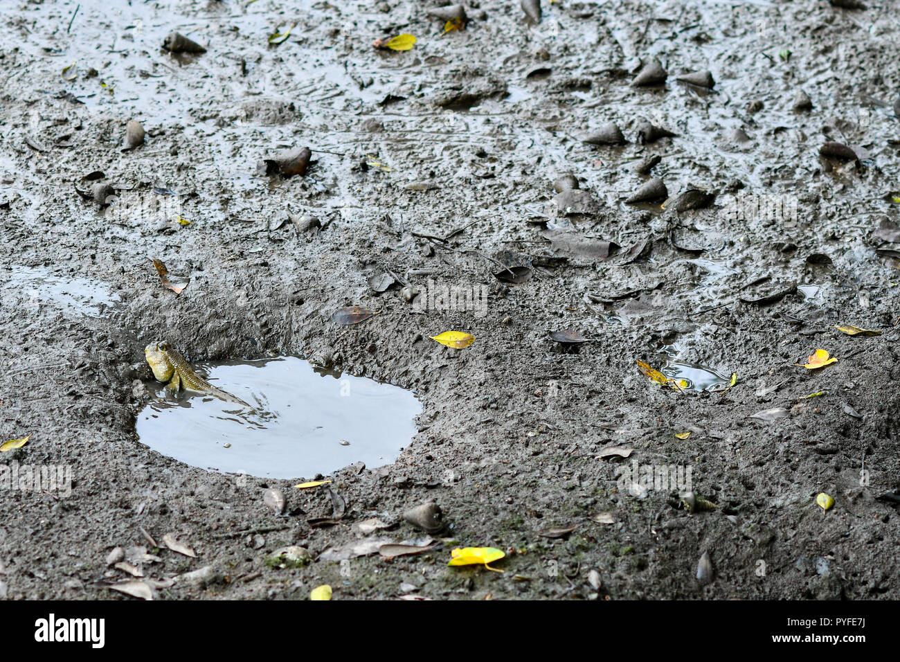 Wetland nature mud hi-res stock photography and images - Alamy