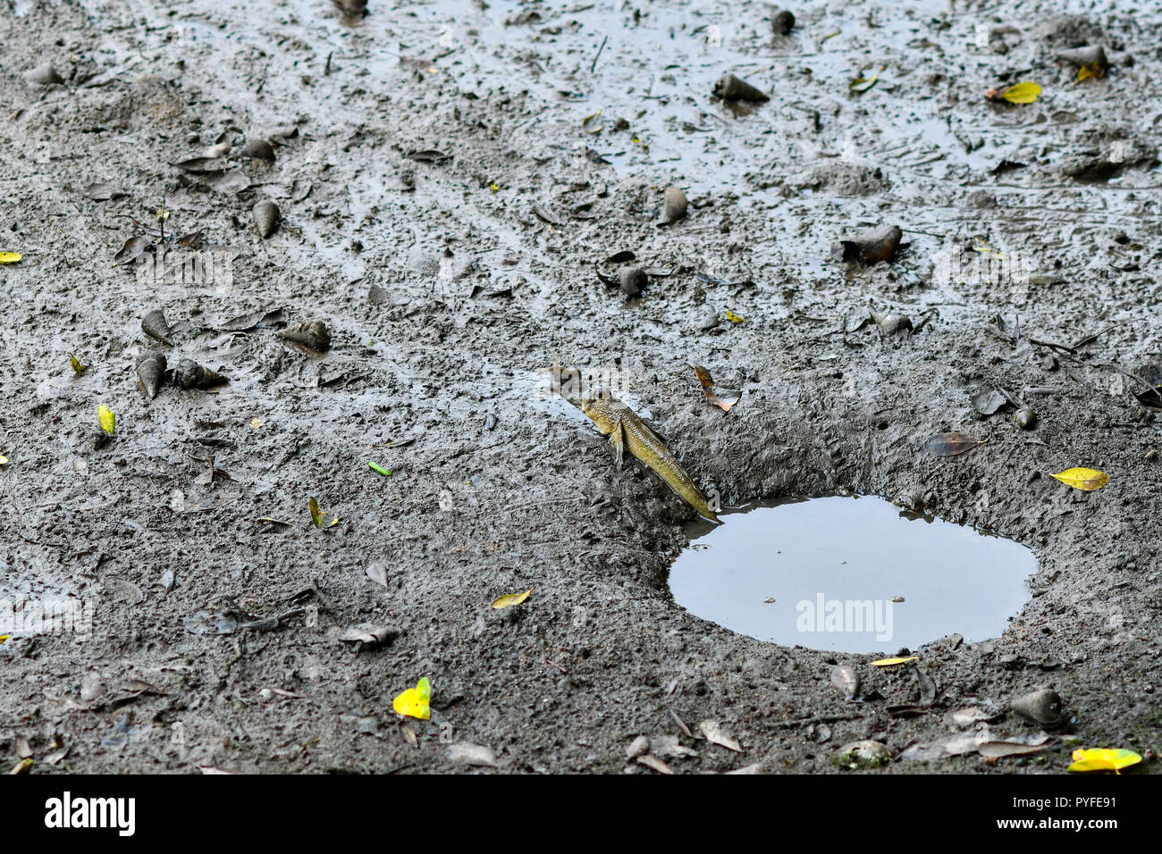 swamp mud organism Stock Photo - Alamy
