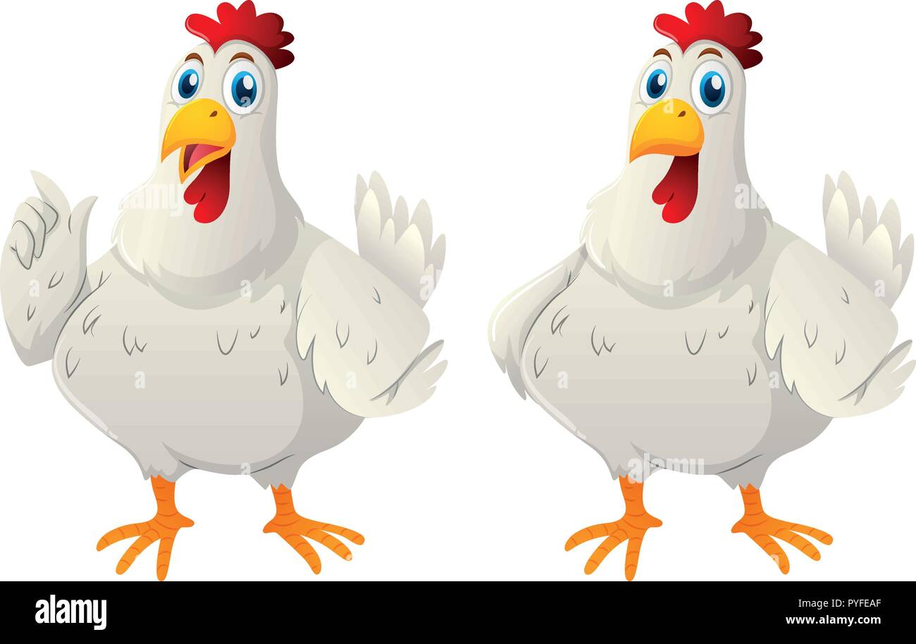 Two white hens on white background illustration Stock Vector Image ...